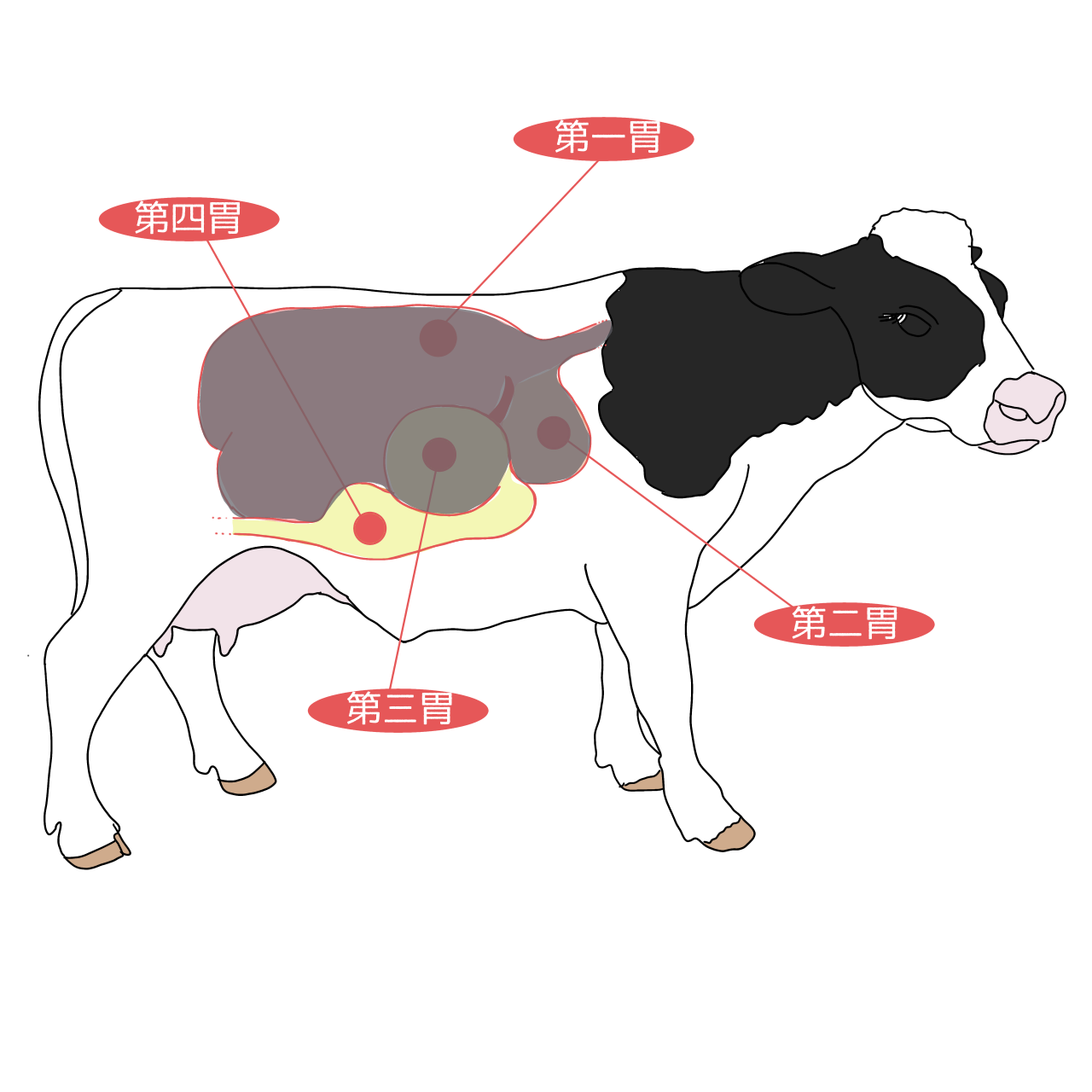 牛の体の不思議 | 株式会社TK-Lab.Ambition